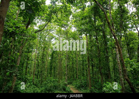 View of the the Madhupur forest. Tangail, Bangladesh Stock Photo - Alamy