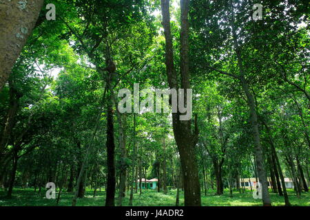 View of the the Madhupur forest. Tangail, Bangladesh Stock Photo - Alamy