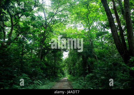 View of the the Madhupur forest. Tangail, Bangladesh Stock Photo - Alamy
