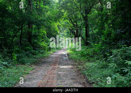 View of the the Madhupur forest. Tangail, Bangladesh Stock Photo - Alamy