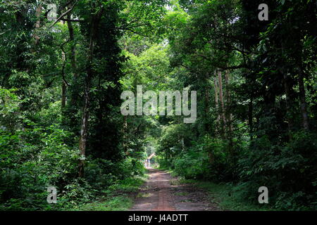 View of the the Madhupur forest. Tangail, Bangladesh Stock Photo - Alamy