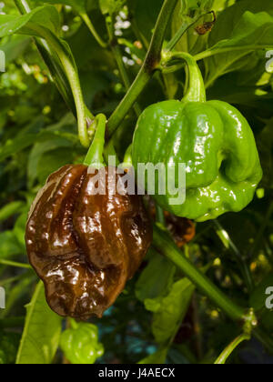 Congo Black Chili Stock Photo - Alamy