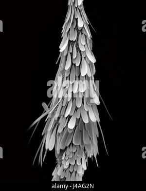 Scanning electron micrograph (SEM) of Male common house mosquito (Culex ...