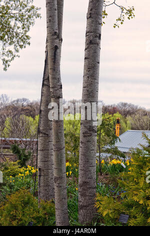 birch trees background Stock Photo - Alamy