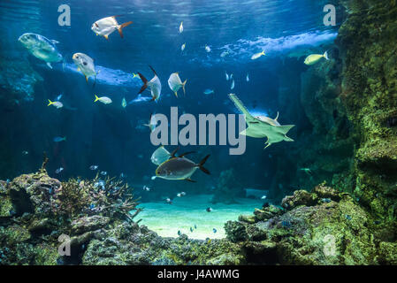 Large sawfish, also known as carpenter shark, and other fishes swimming ...