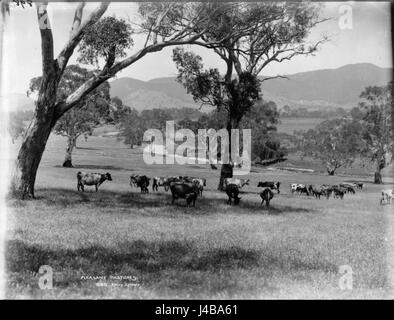 The *Pleasant Pastures* photograph from the Powerhouse Museum captures ...