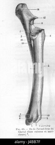 This diagram from a 19th-century anatomy and physiology reference ...