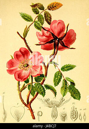 Rosa alpina Atlas Alpenflora Stock Photo - Alamy
