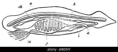 Diagram of the lancelet Stock Photo - Alamy