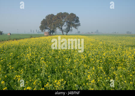 Mustard Field Punjab India Stock Photo - Alamy