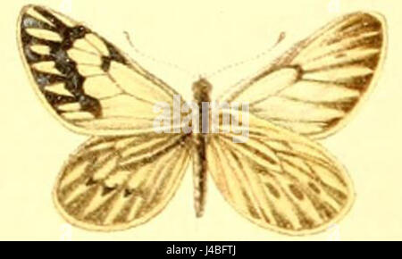 Phulia nymphula female Stock Photo - Alamy