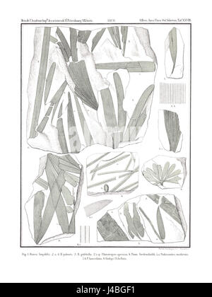 Polarflora refers to the flora found in the polar regions, including ...