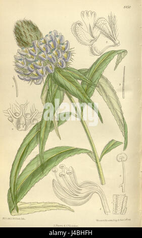Pycnostachys dawei 138 8450 is a botanical illustration of a unique ...
