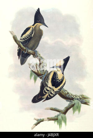 PD021 - Heart-spotted Woodpecker lores Stock Photo - Alamy