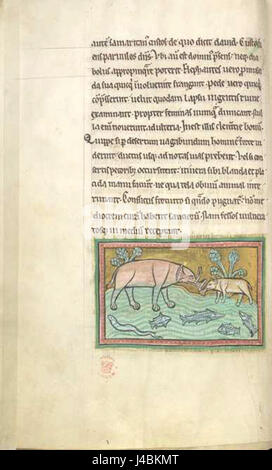 The 'Rochester Bestiary,' an illuminated manuscript from the medieval ...
