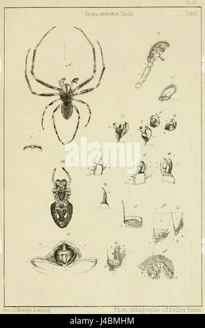 Illustration of German spiders from the 'Preussische Spinnen' series by ...