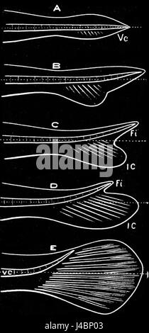 Fish tail transformation Stock Photo - Alamy