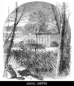 A beaver in its natural habitat, showcasing its distinctive features ...