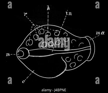 This image depicts the early developmental stages of the turbot (Psetta ...