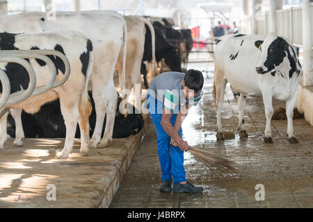 Young man cleaning the cow pens at a farming facility located in Stock ...