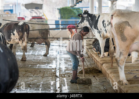 Young man cleaning the cow pens at a farming facility located in Punjab ...