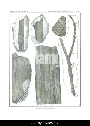 Polarflora refers to the flora found in the polar regions, including ...