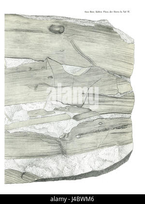 Polarflora 6 77 is a botanical study focusing on the flora found in ...