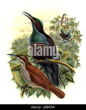 The male Magnificent Riflebird (Ptiloris magnificus) is a striking bird ...