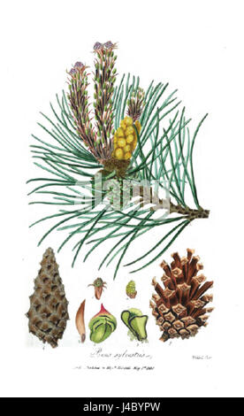 Pinus sylvestris, or Scots pine, is a species of pine tree native to ...