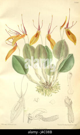 An illustration of the orchid species Restrepia brachypus, previously ...