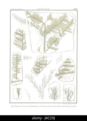 This text covers the evolution of plant species, with a focus on the ...