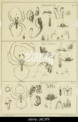 An illustration from 'Preussische Spinnen' by Anton Menge, showing the ...