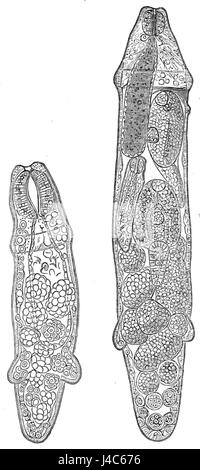 Young redia forming into liver fluke Stock Photo - Alamy