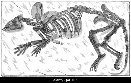 Skeleton of the phenacodus primaevus Stock Photo - Alamy