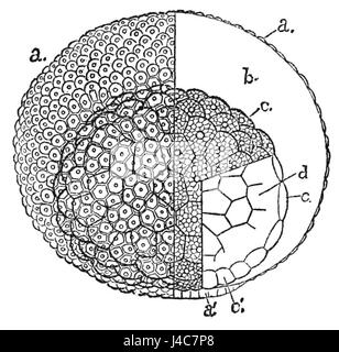 Reproductive cycle of jellyfish Stock Photo - Alamy