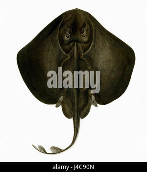 large spiny shell of a sea snail Stock Photo - Alamy