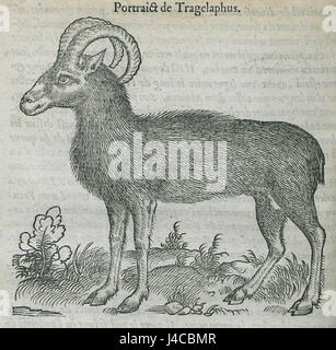 This 1554 illustration by Pierre Belon depicts a snake from the ...