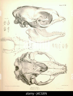 Specimen of the skull Stock Photo - Alamy