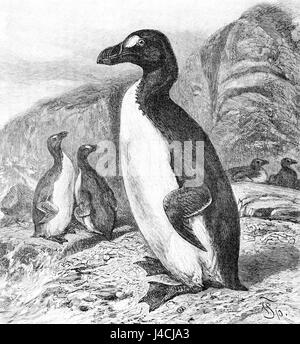 Pinguinus impennis-The Royal Natural History Stock Photo - Alamy