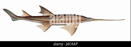 Largetooth sawfish, Pristis microdon Stock Photo - Alamy
