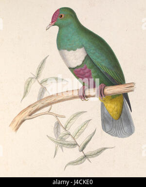 White-bibbed Fruit-dove (Ptilinopus rivoli) adult, perched on branch ...