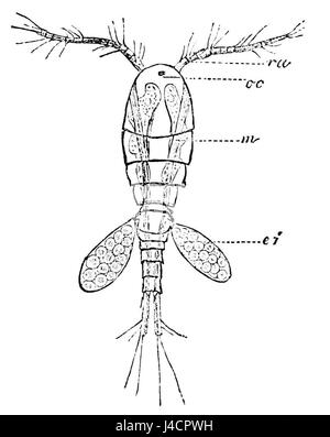 'PSM V35 D269' features illustrations and studies of the aquatic ...