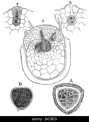 Spore life cycle showing the stages of spore formation, germination ...