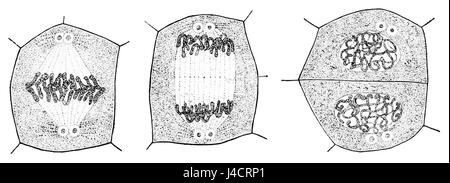 Different stages of mitosis: prophase, metaphase, anaphase, telophase ...