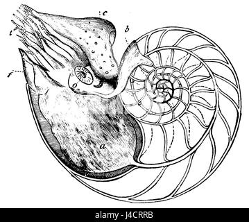 The Pearly Nautilus, a marine species, is known for its distinctive ...