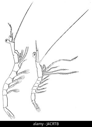 This detailed illustration shows magnified views of the legs of a ...