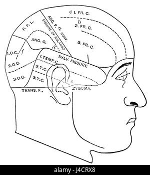 This diagram illustrates the anatomical structures of the human body at ...