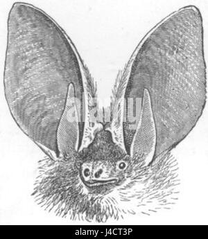 Plecotus auritus illustration Stock Photo - Alamy