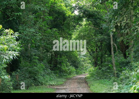 Madhupur national park, Tangail, Bangladesh Stock Photo - Alamy