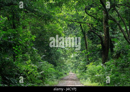 Madhupur national park, Tangail, Bangladesh Stock Photo - Alamy